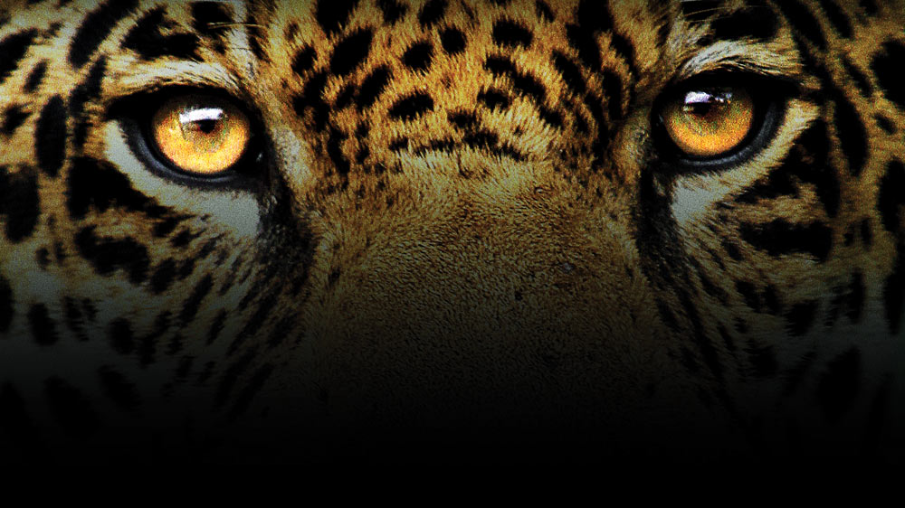 IMAX Movie | IMAX Victoria | Royal BC Museum, Victoria, BC