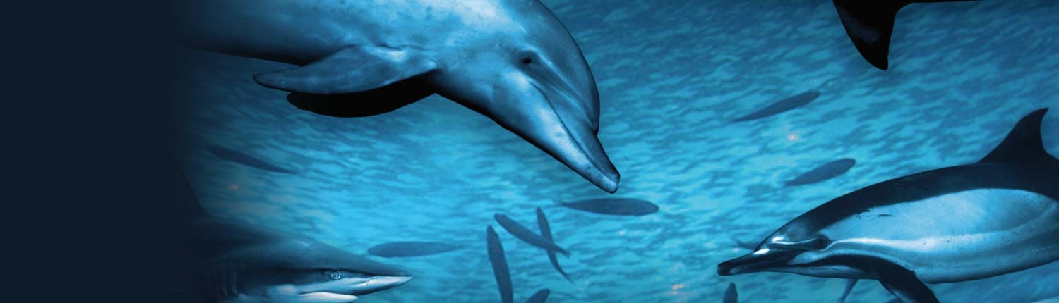 IMAX Movie | IMAX Victoria | Royal BC Museum, Victoria, BC