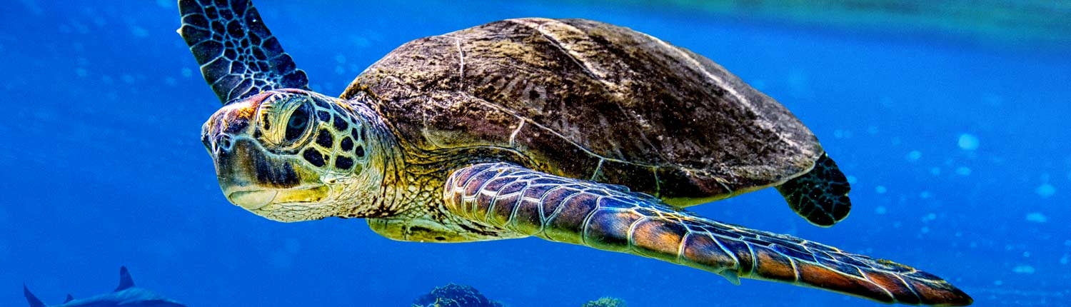 IMAX Movie | IMAX Victoria | Royal BC Museum, Victoria, BC